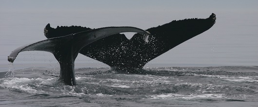 Climate change affects whales | University of St Andrews news