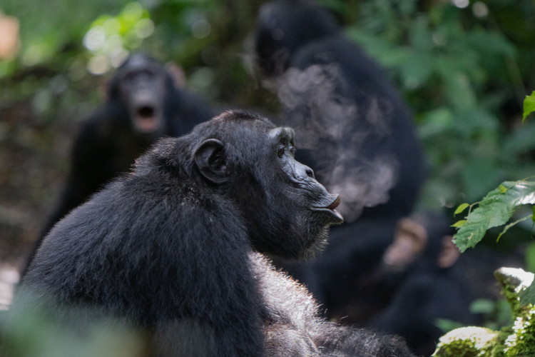 Chimpanzee drumming shares the building blocks of human musicality ...
