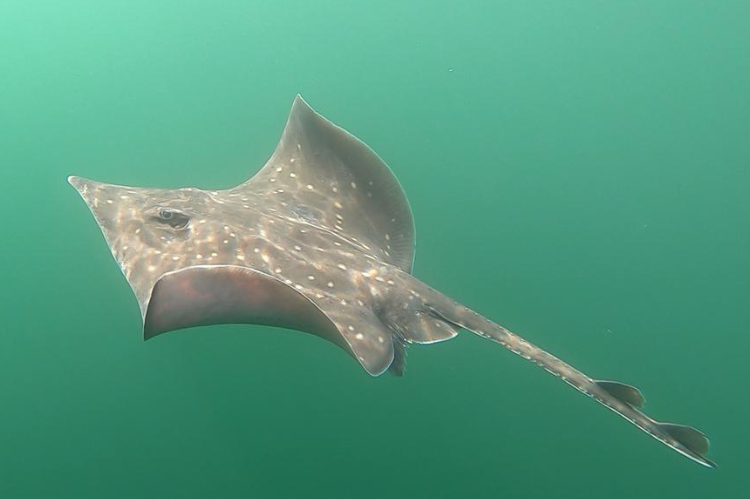 Royal Society funding for innovative marine tracking system ...